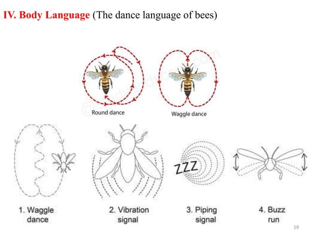 Tropism in insects & insect communication | PPT