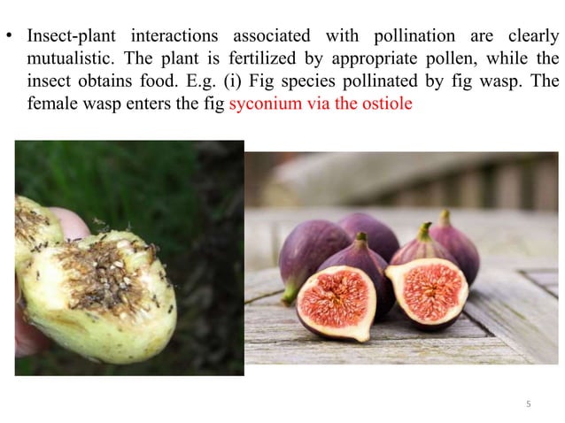 Tropism in insects & insect communication | PPT