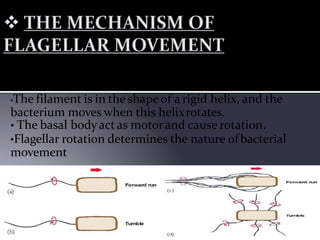 2223_Unit 1 Locomotion in bacteria.pptx