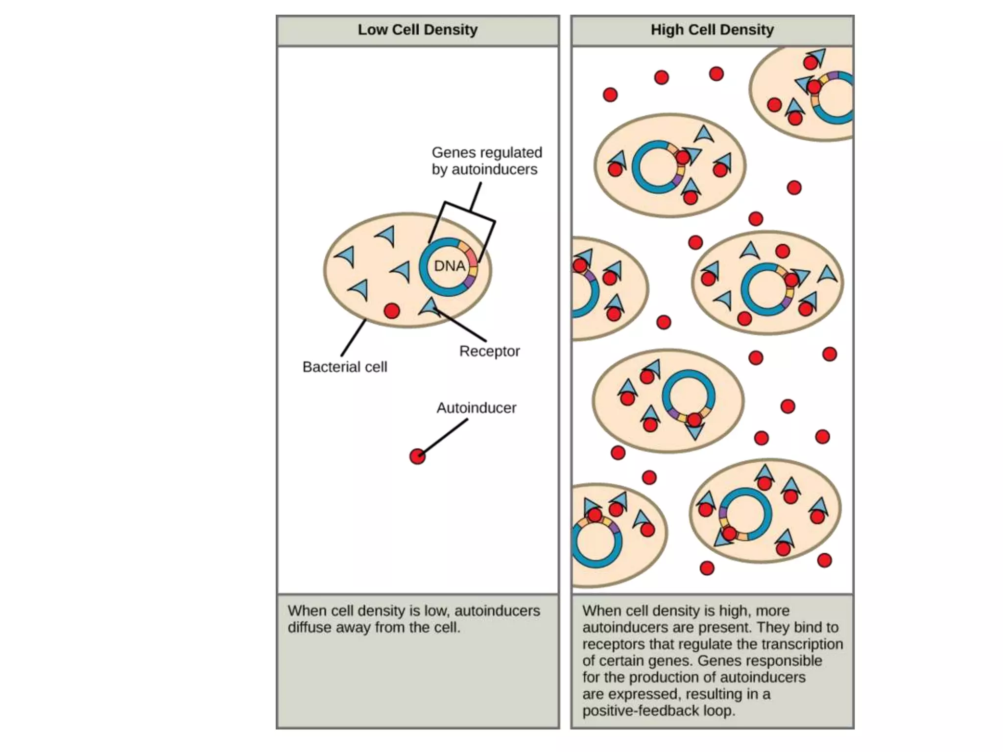 2225_Unit 1 Two component system and cell signalling.pptx