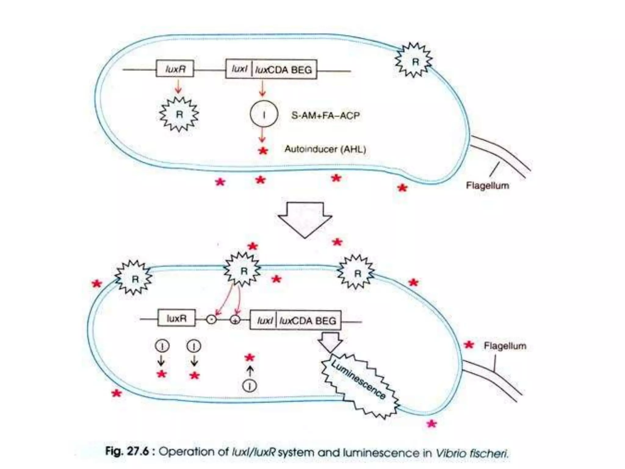 2225_Unit 1 Two component system and cell signalling.pptx