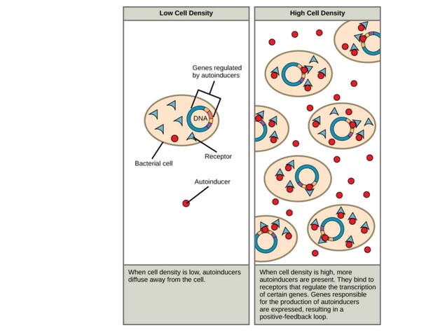 2225_Unit 1 Two component system and cell signalling.pptx