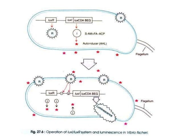 2225_Unit 1 Two component system and cell signalling.pptx