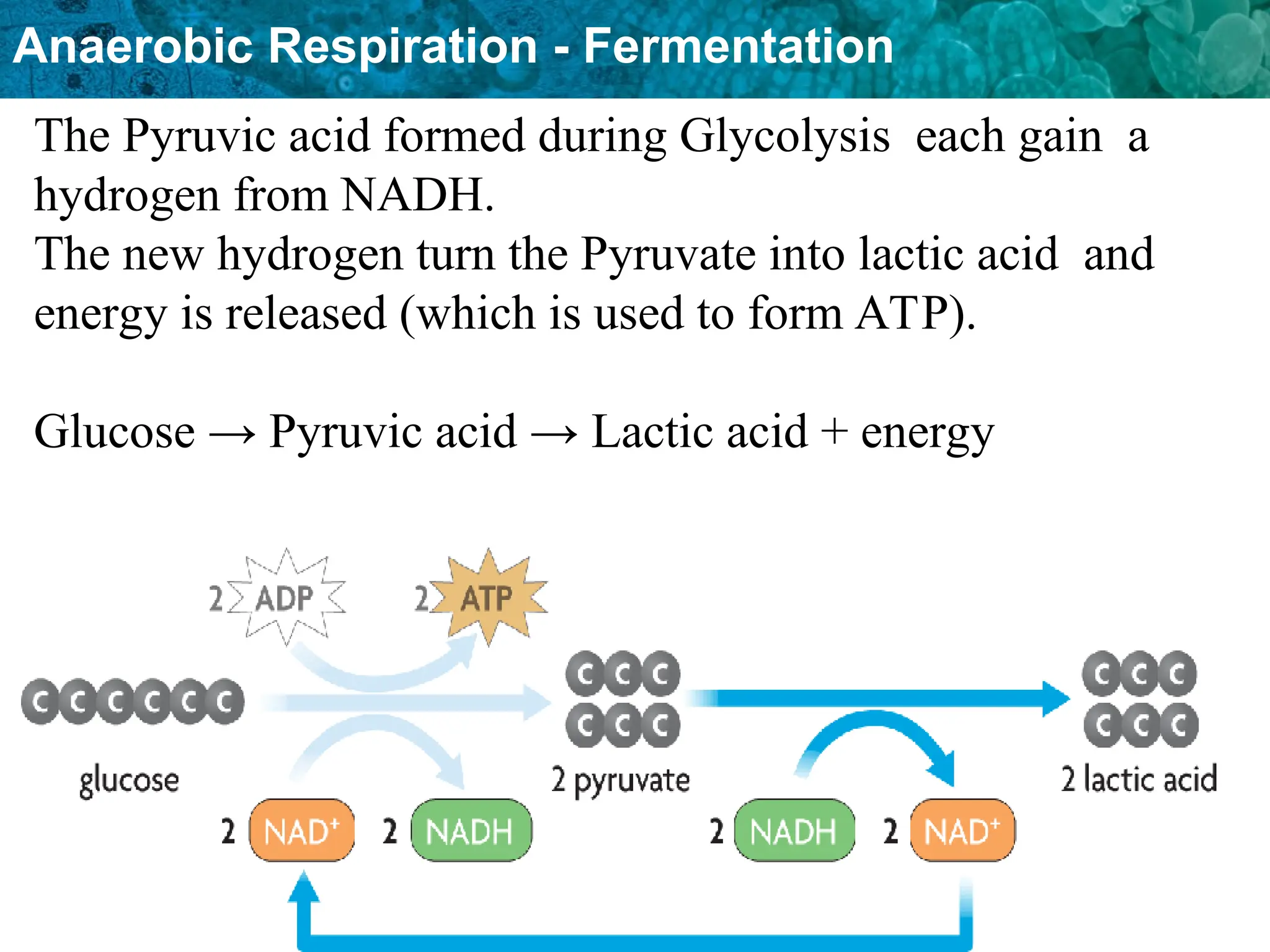 2236_Unit 4 Anaerobic Respiration and fermentation.ppt
