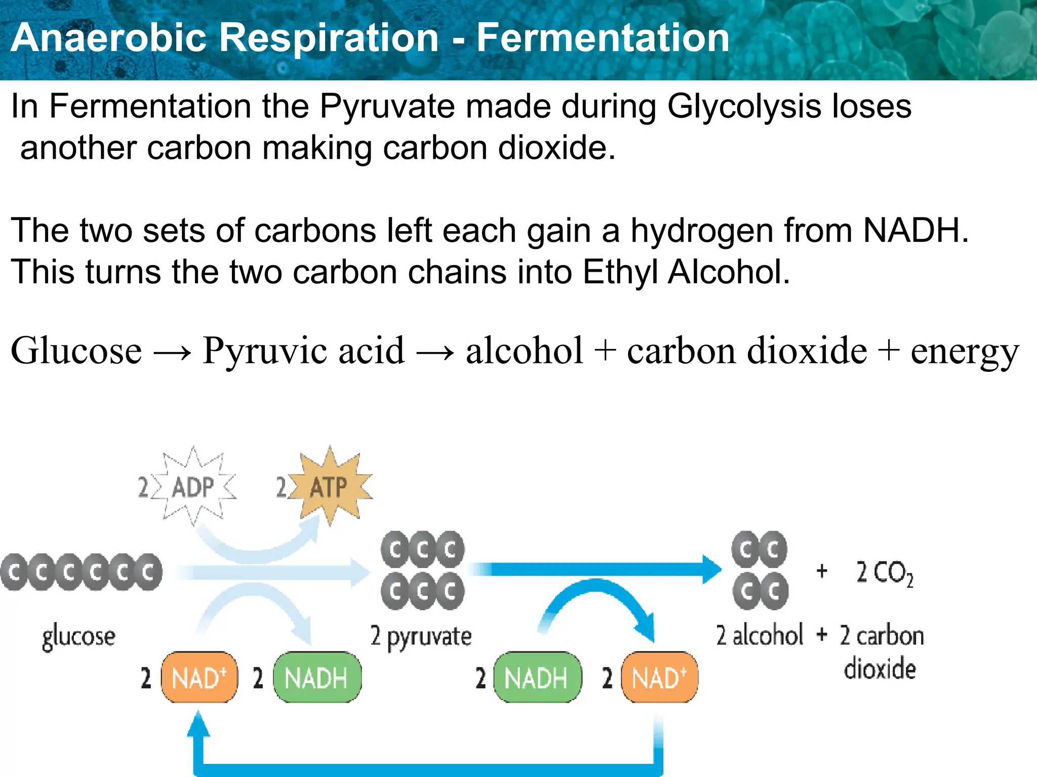 2236_Unit 4 Anaerobic Respiration and fermentation.ppt