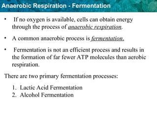2236_Unit 4 Anaerobic Respiration and fermentation.ppt