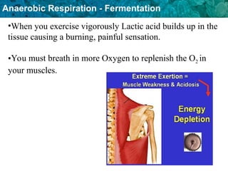 2236_Unit 4 Anaerobic Respiration and fermentation.ppt