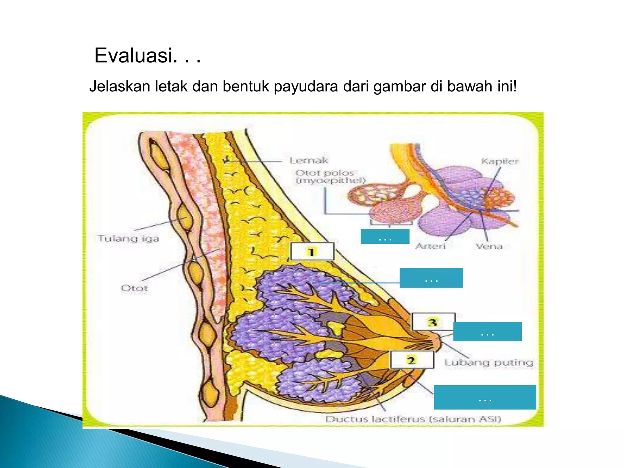 227154690-PPT-Anatomi-Dan-Fisiologi-Payudara.pptx