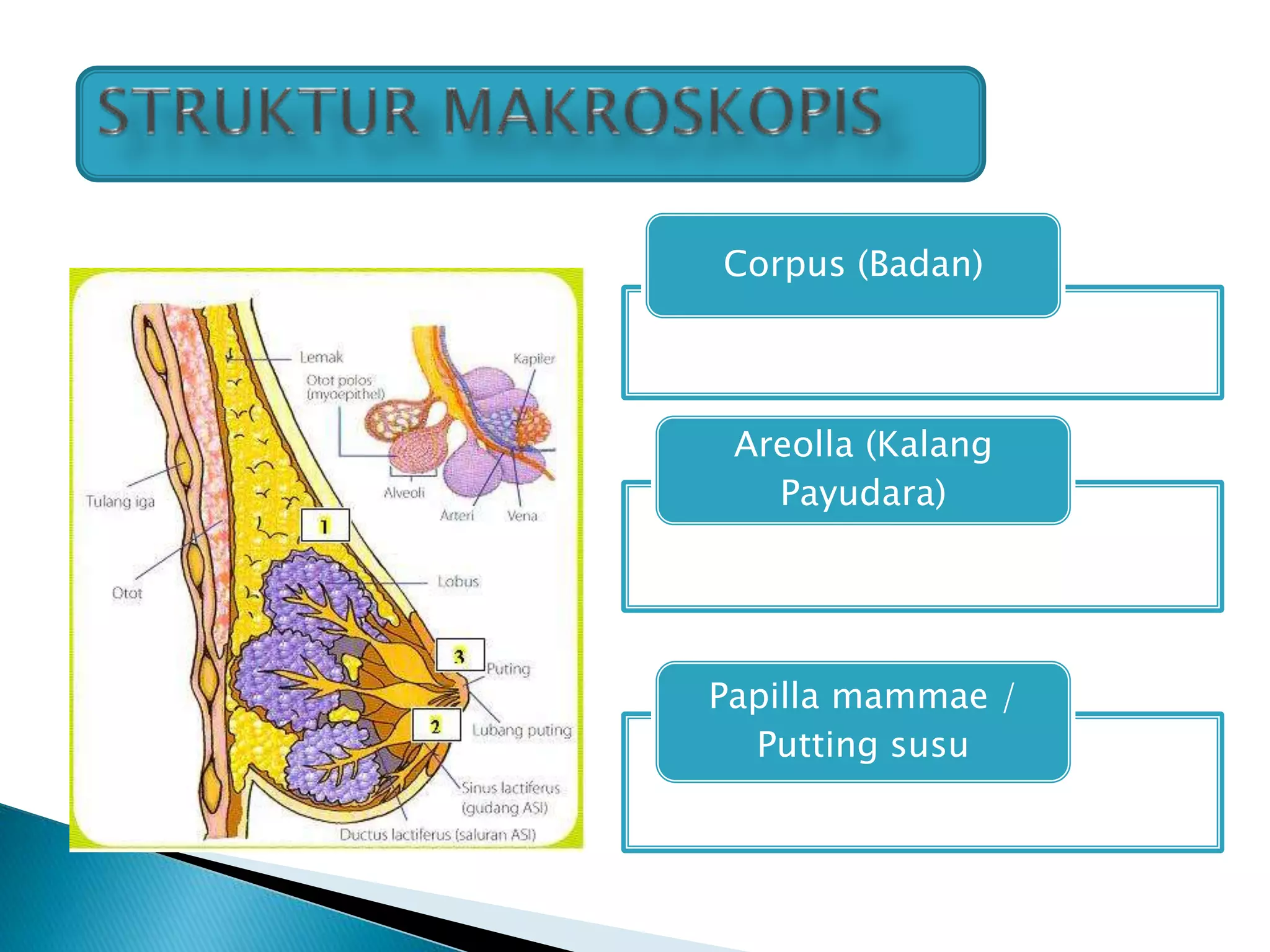 227154690-PPT-Anatomi-Dan-Fisiologi-Payudara.pptx