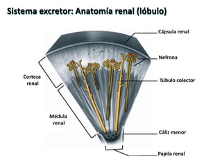 229073817-Fisiologia-Renal-ppt.ppt