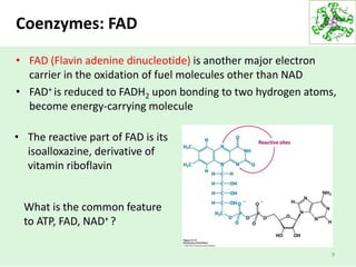 229983 lecture 26 | PPT