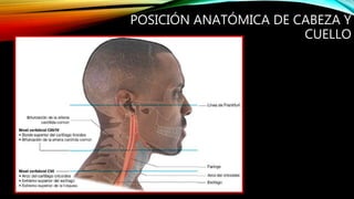 Cuello Anatomía de superficie | PPTX