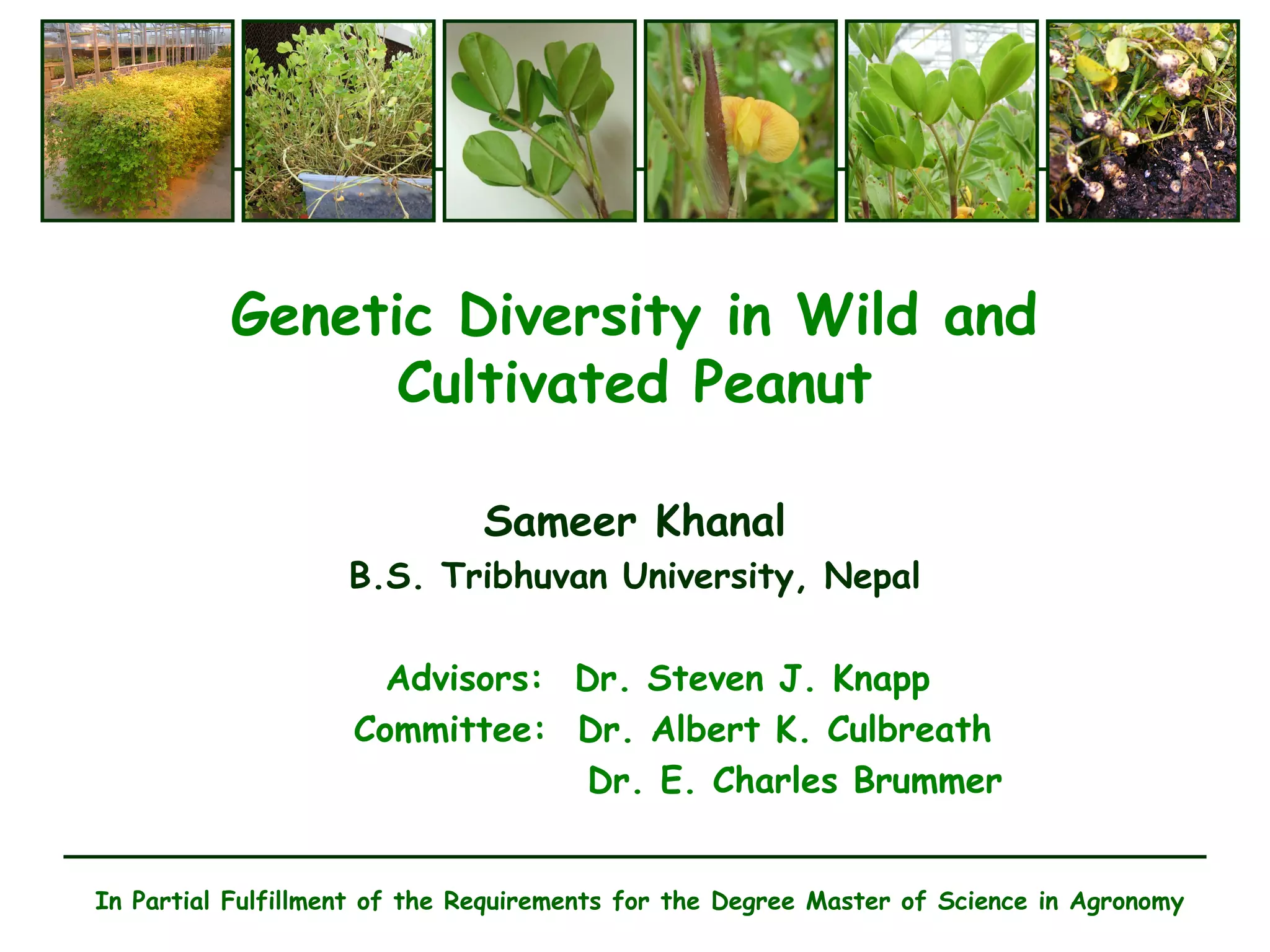 Genetic diversity in wild and cultivated peanut_Khanal_2008 | PPT