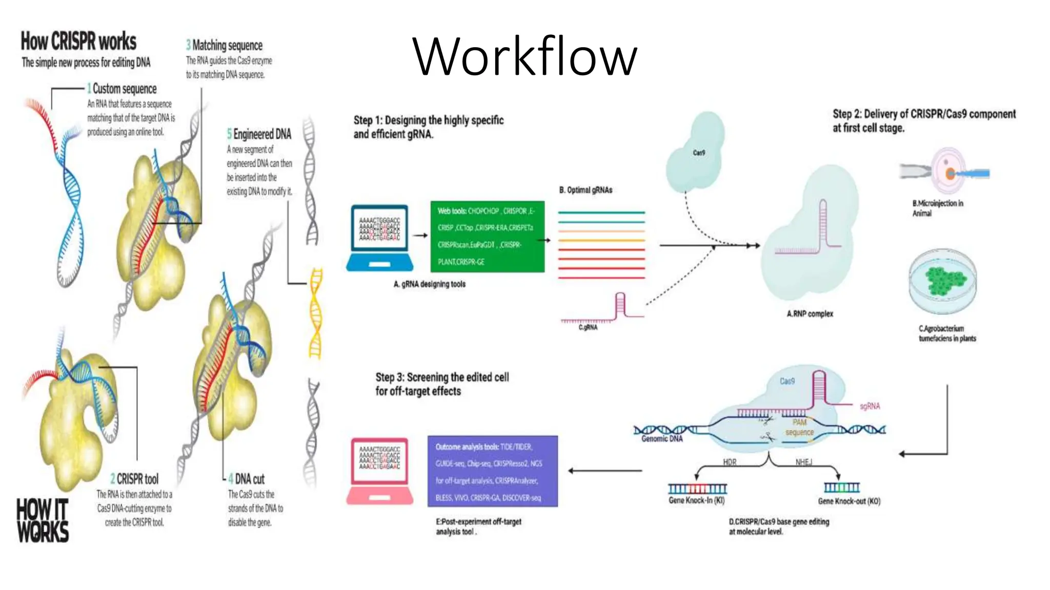 CRISPR-Cas9 technology in Developing Alzheimer Disease Therapeutics:Review | PPT