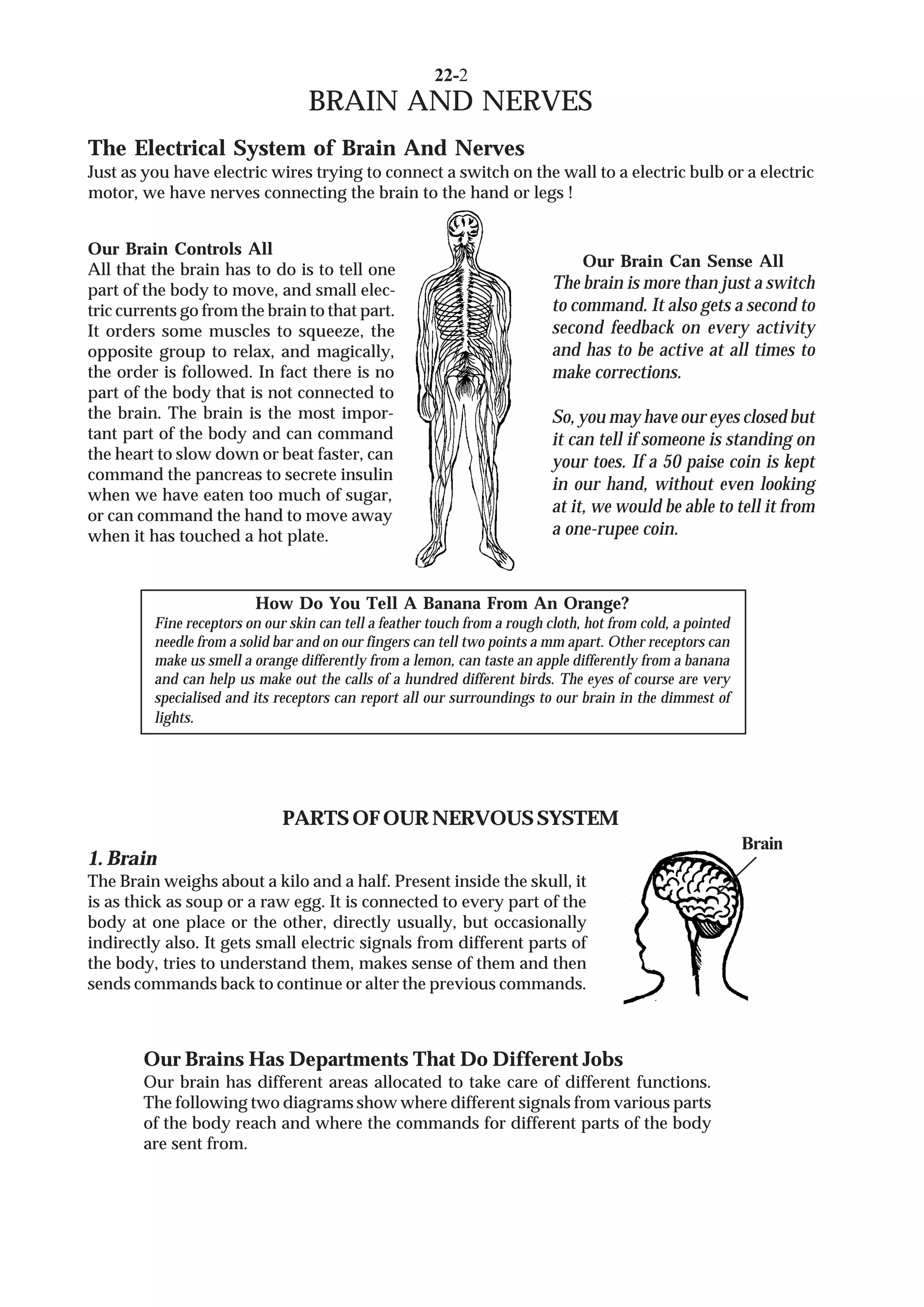 22 brain and nerves | PDF