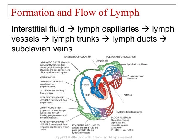 22 [chapter 22 the lymphatic system and immunity]