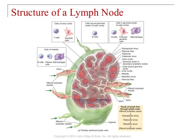 22 [chapter 22 the lymphatic system and immunity]