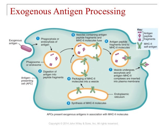 22 [chapter 22 the lymphatic system and immunity]