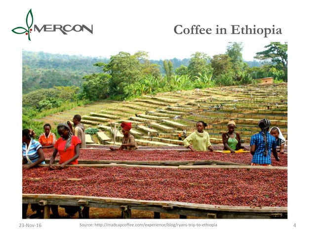 Ethiopia Coffee Presentation_Mercon | PPTX