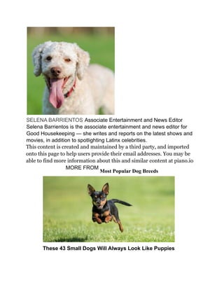 What Small Dog Has The Least Health Problems