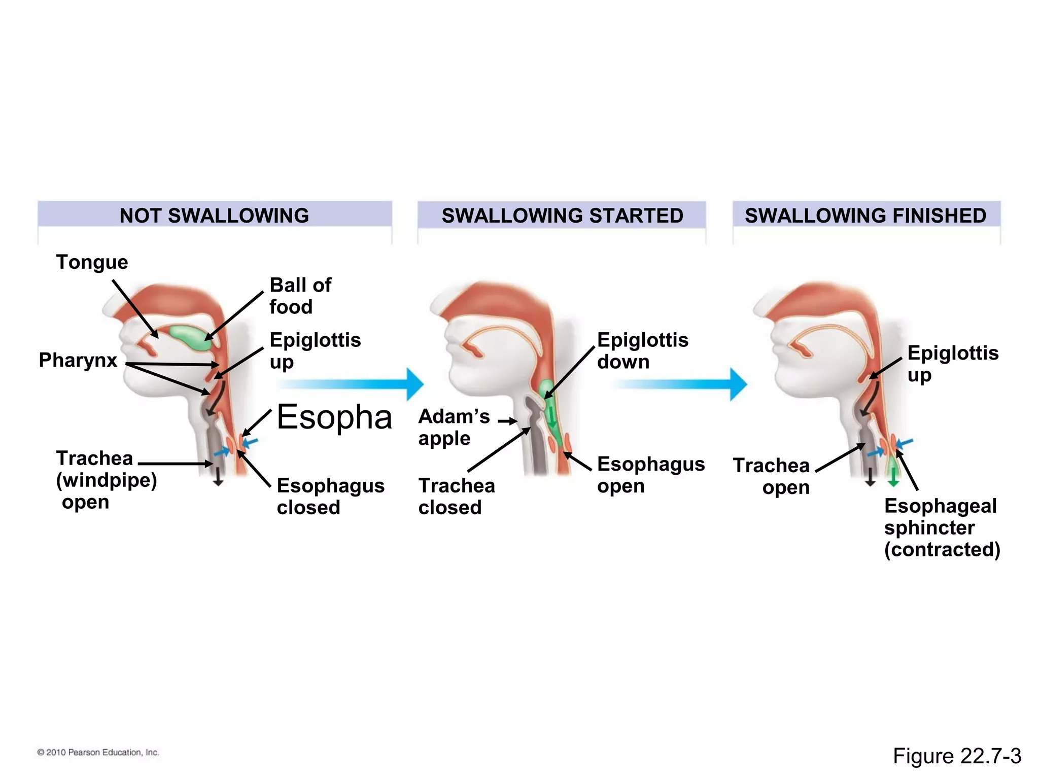 22 lecture presentation | PPT