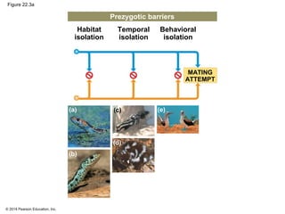 Behavioral Isolation In Biology