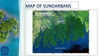 SEA LEVEL RISE IMPACT ON SUNDARBAN .pptx