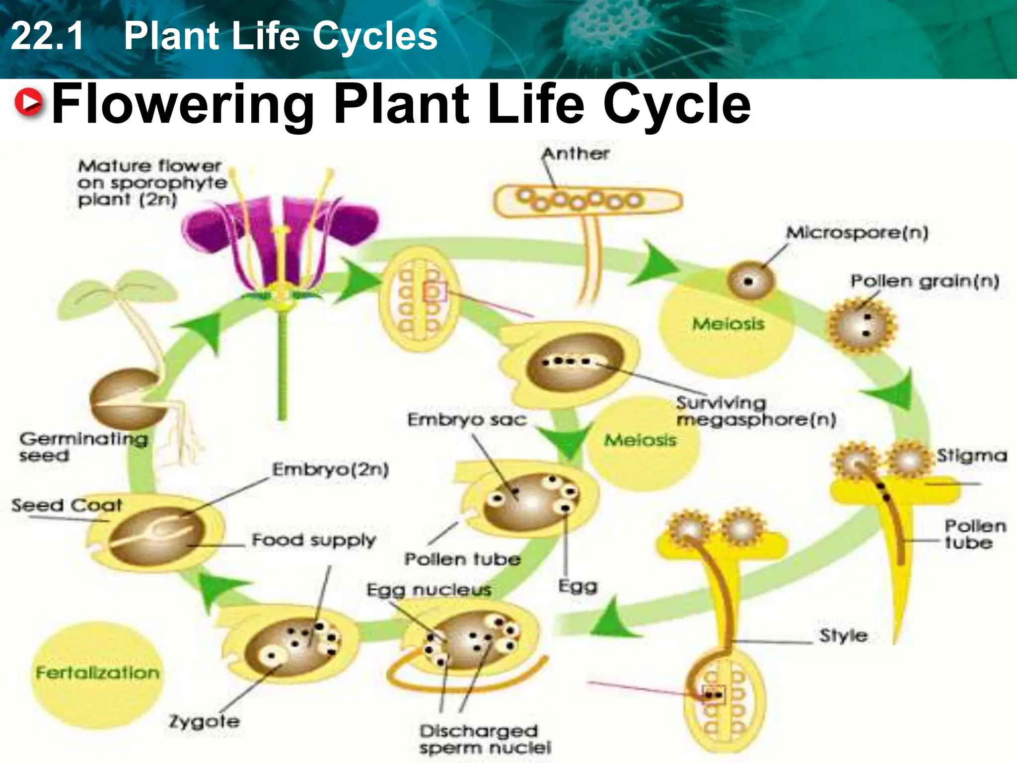 22 Plant Growth Reproduction and Response.ppt