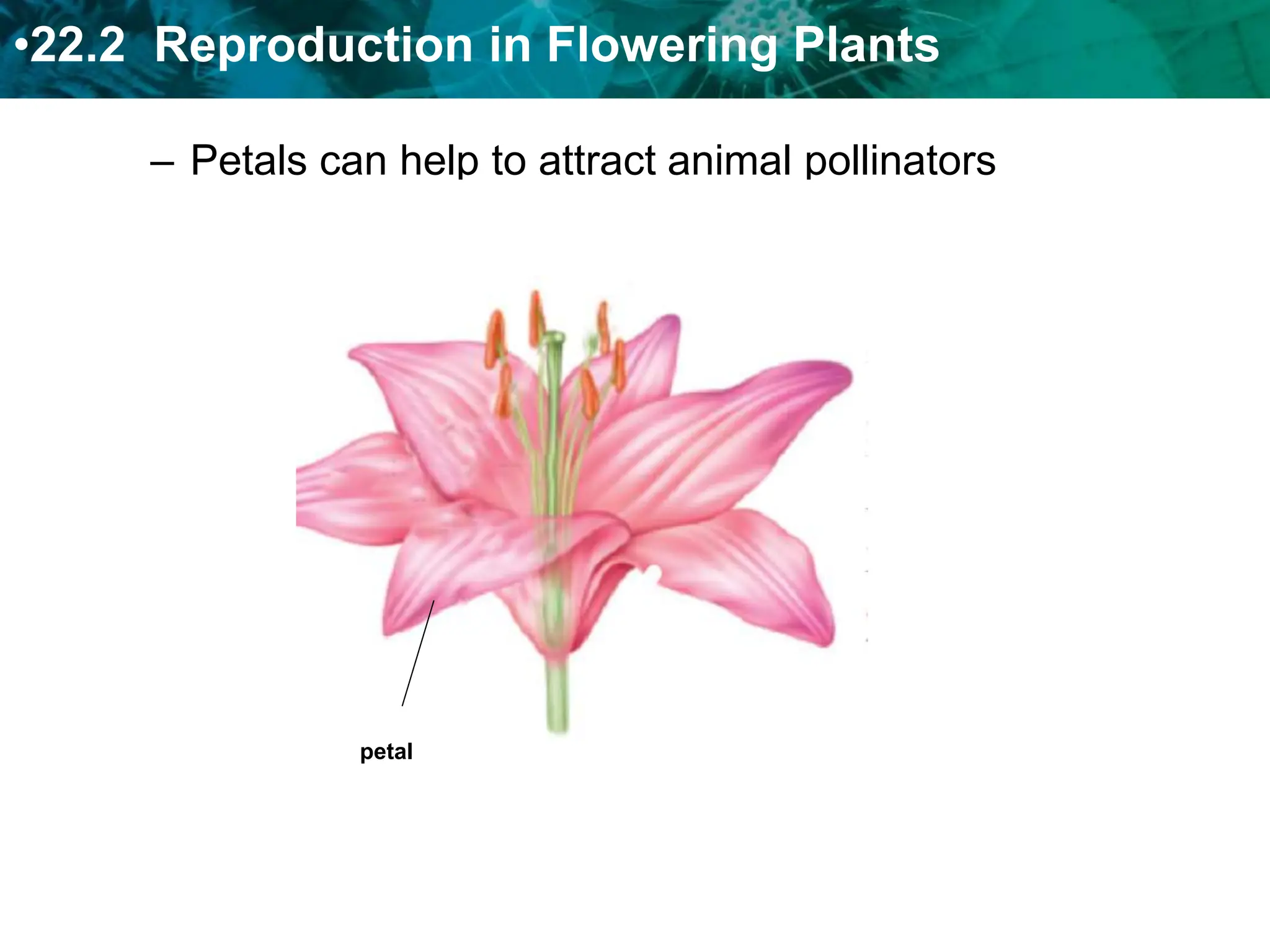 22 Plant Growth Reproduction and Response.ppt
