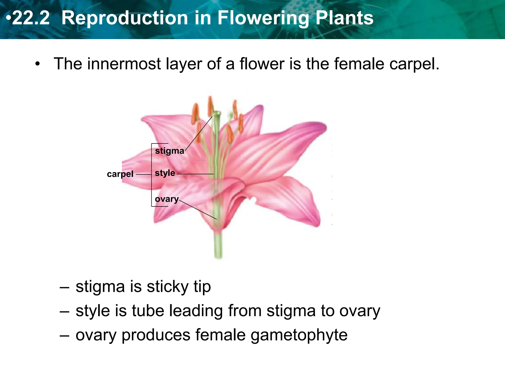 22 Plant Growth Reproduction and Response.ppt