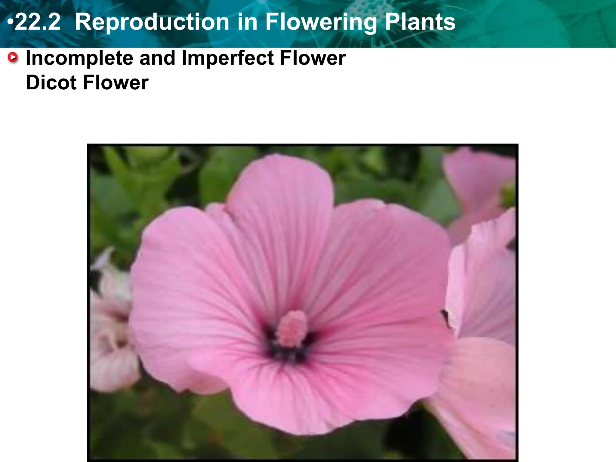 22 Plant Growth Reproduction and Response.ppt
