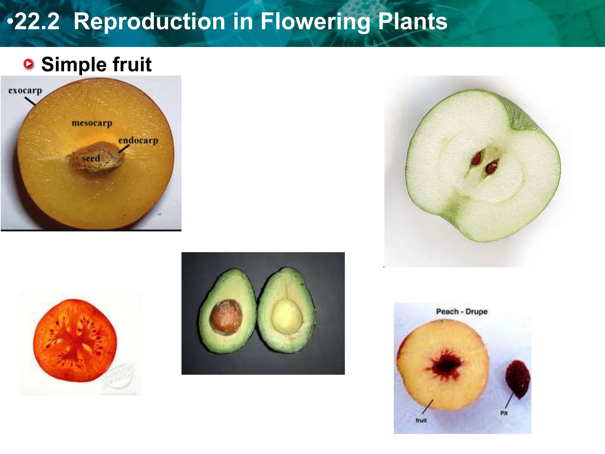 22 Plant Growth Reproduction and Response.ppt