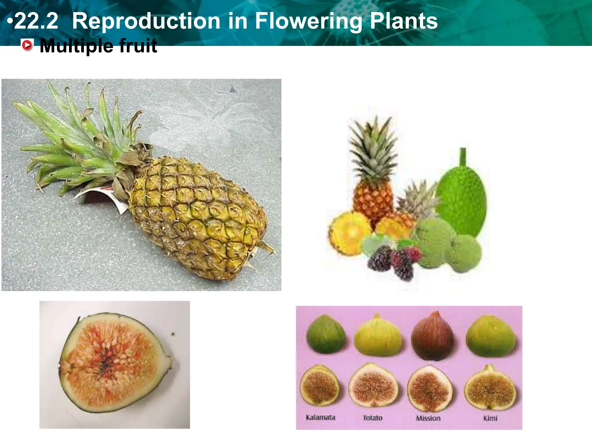 22 Plant Growth Reproduction and Response.ppt