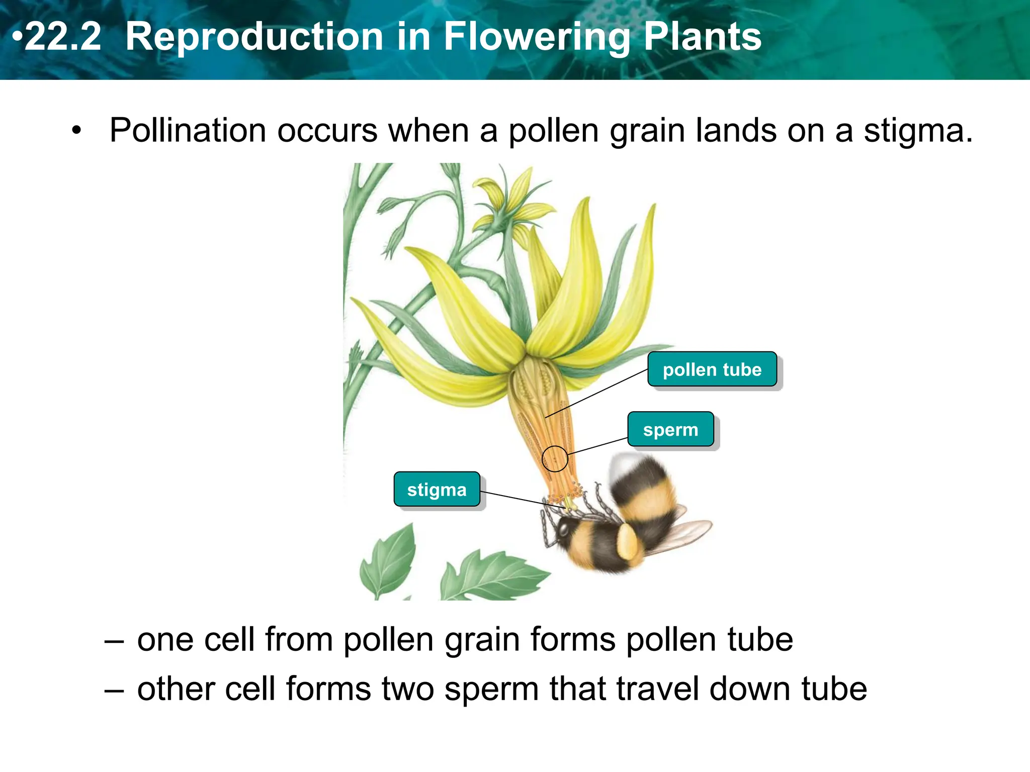 22 Plant Growth Reproduction and Response.ppt | Infertility ...