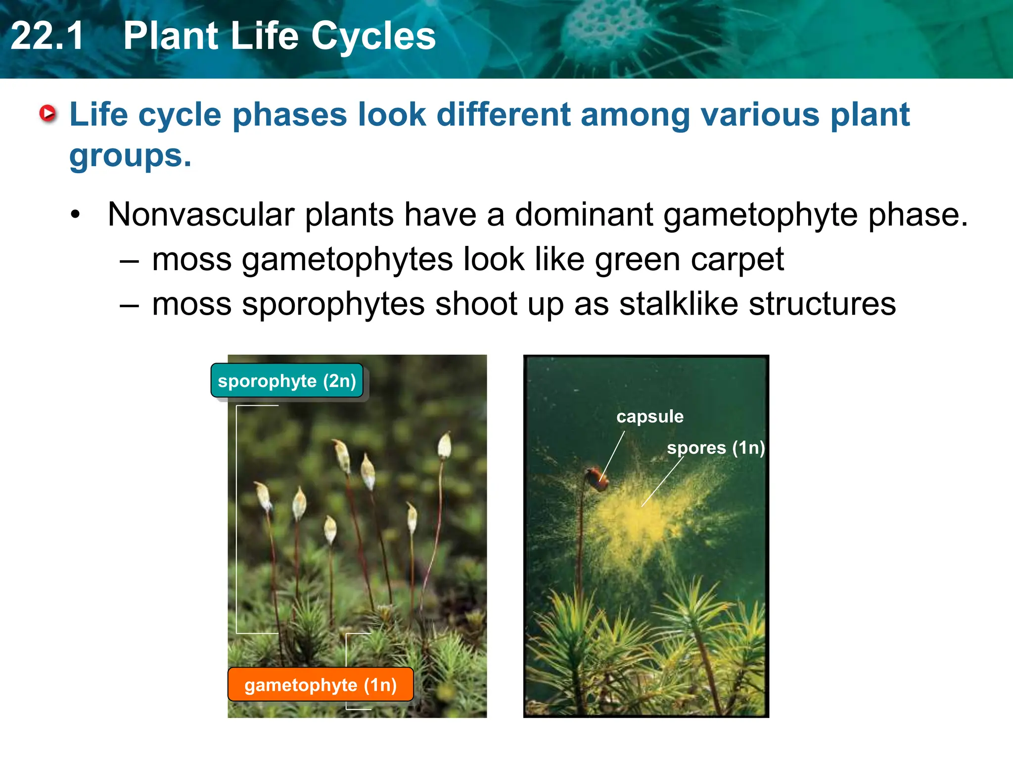 22 Plant Growth Reproduction and Response.ppt