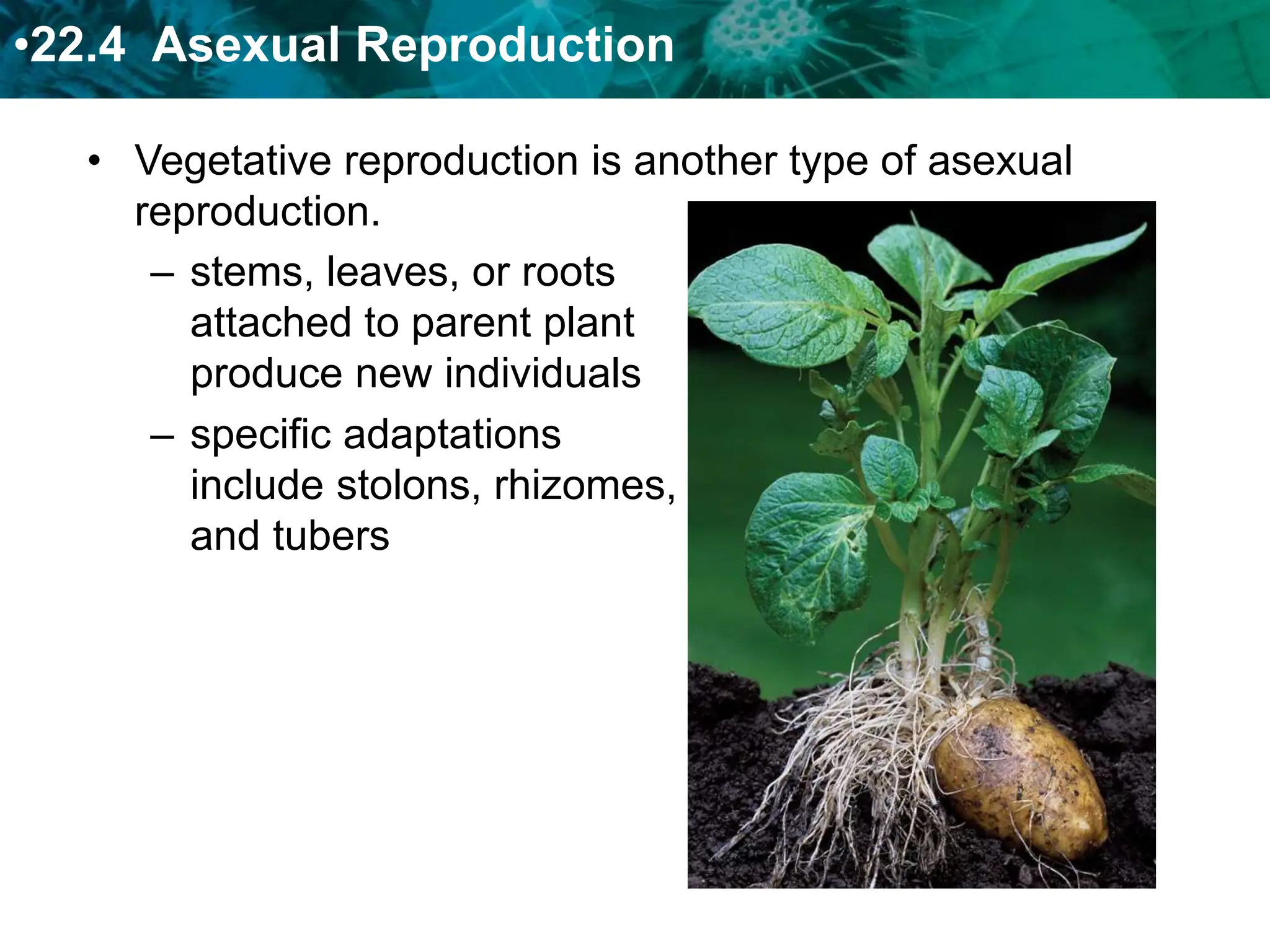 22 Plant Growth Reproduction and Response.ppt