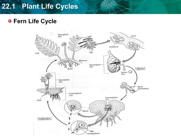 22 Plant Growth Reproduction and Response.ppt | Infertility | Reproductive Health