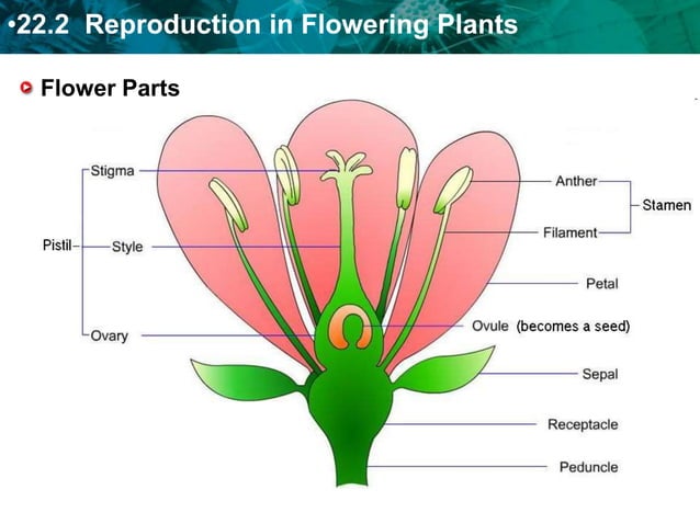 22 Plant Growth Reproduction and Response.ppt | Infertility | Reproductive Health