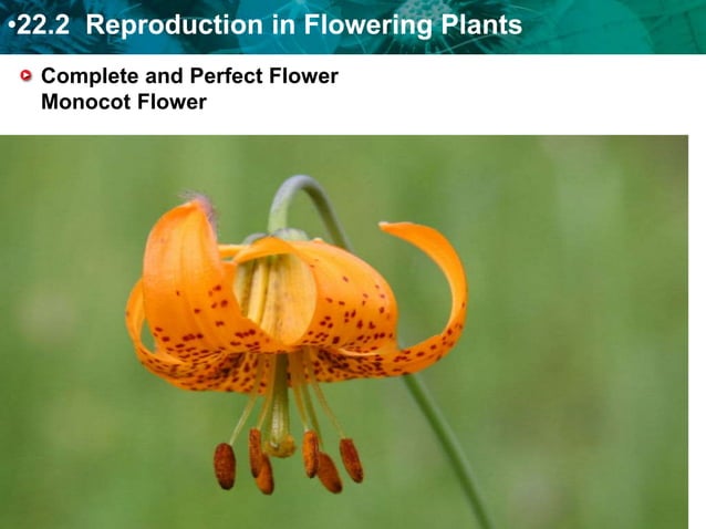 22 Plant Growth Reproduction and Response.ppt | Infertility | Reproductive Health