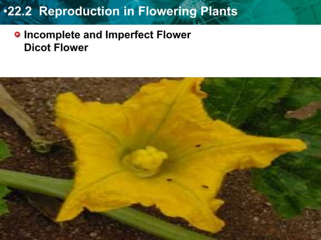 22 Plant Growth Reproduction and Response.ppt | Infertility | Reproductive Health