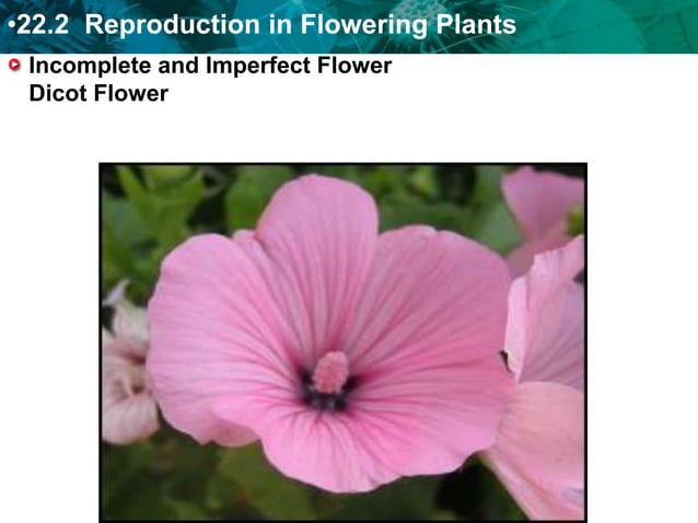 22 Plant Growth Reproduction and Response.ppt | Infertility | Reproductive Health