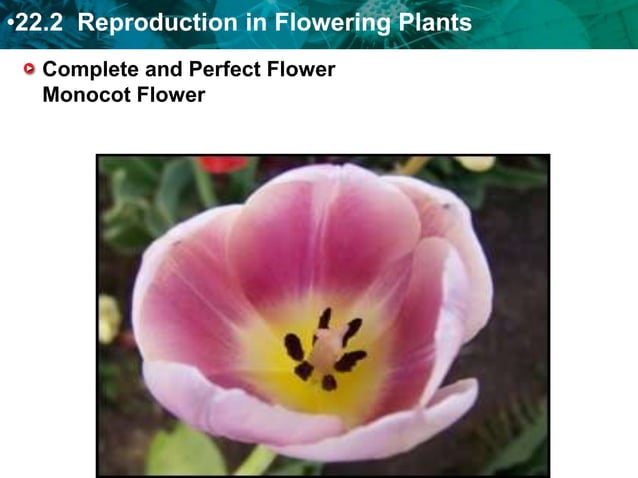 22 Plant Growth Reproduction and Response.ppt | Infertility | Reproductive Health