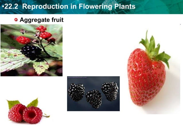 22 Plant Growth Reproduction and Response.ppt | Infertility | Reproductive Health