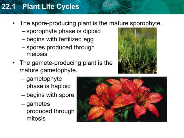 22 Plant Growth Reproduction and Response.ppt | Infertility | Reproductive Health