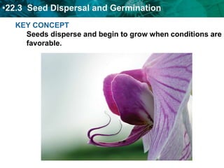 22 Plant Growth Reproduction and Response.ppt