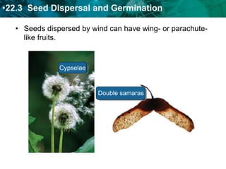 22 Plant Growth Reproduction and Response.ppt