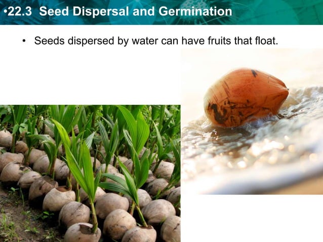 22 Plant Growth Reproduction and Response.ppt | Infertility | Reproductive Health