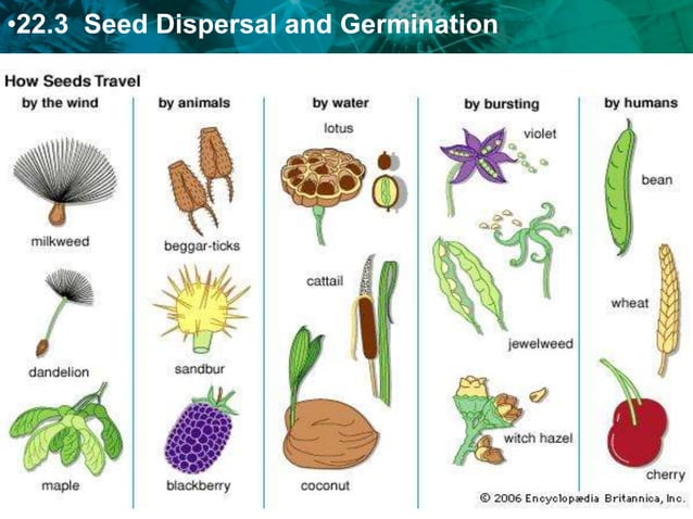 22 Plant Growth Reproduction and Response.ppt | Infertility | Reproductive Health