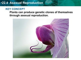 22 Plant Growth Reproduction and Response.ppt