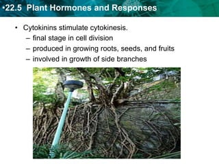 22 Plant Growth Reproduction and Response.ppt
